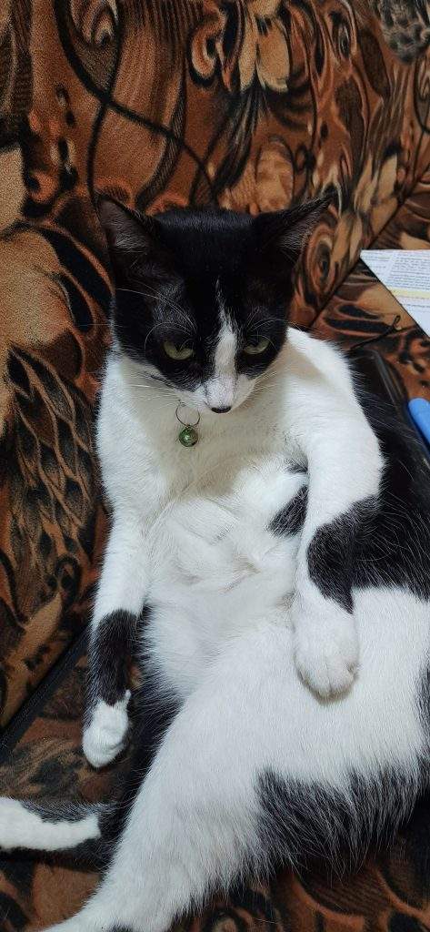 Why Can a Cat's Tail Fall Off? (7 Causes Explained) - Dreamy Mammals