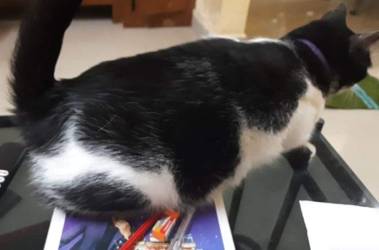 Why Do Cats Lift Their Tail? ( 5 Reasons Vets Suggest) - Dreamy Mammals