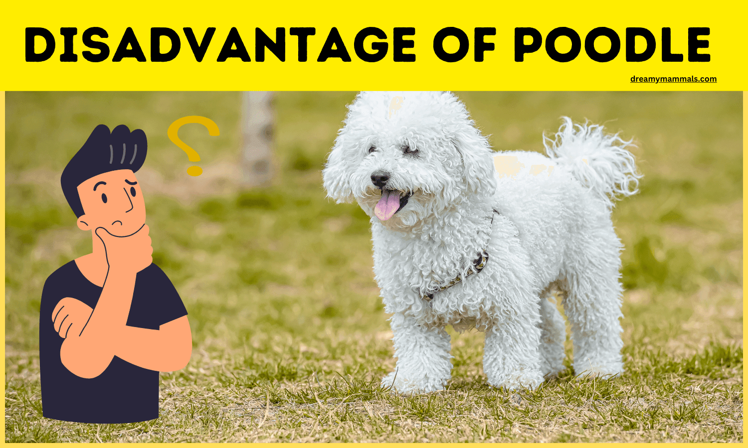 Disadvantages of Owning a Poodle - The Poodle Pros and Cons! - Dreamy ...