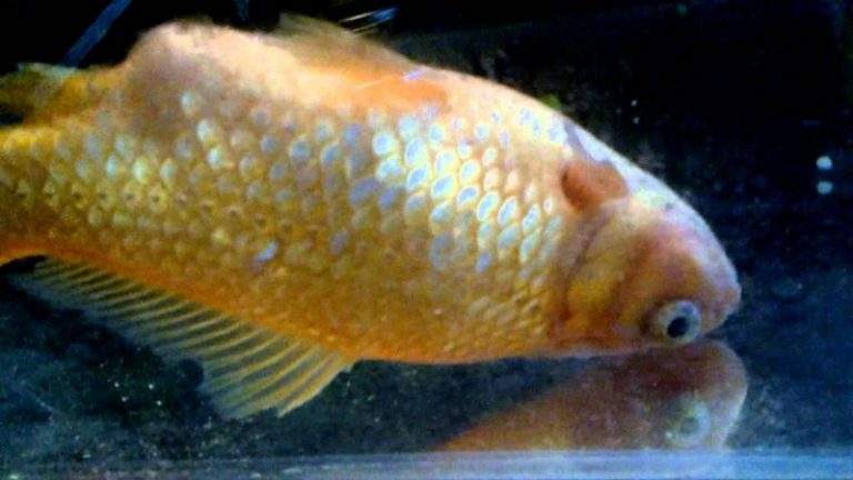 Why is My Fish Swimming Upside Down or Sideways? Understanding Swim ...