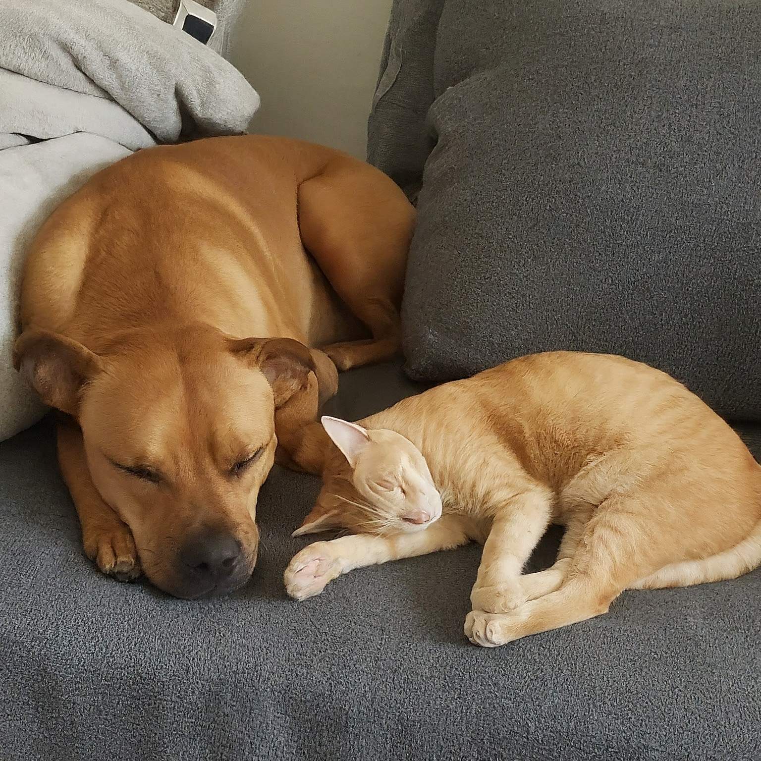 How to Introduce a Cat to a Dog? - Dreamy Mammals
